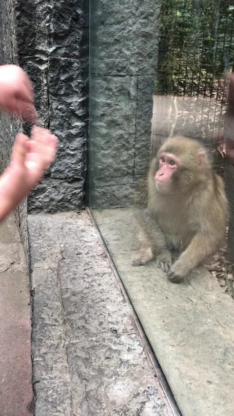 Mexian Reaction Stock Videos – Royalty-Free HD & 4K Videos