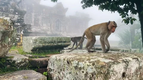 Monkeys Up Close on a temple in Cambodia... | Stock Video | Pond5