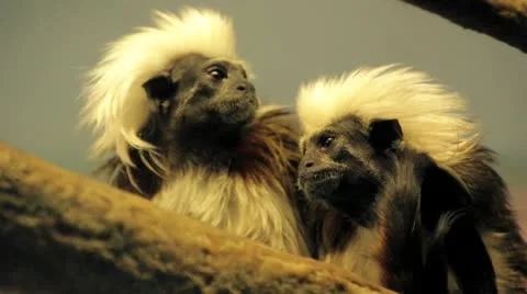 Monkeys with Crazy Hair | Stock Video | Pond5