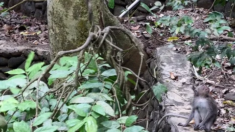 Creepers Stock Footage ~ Royalty Free Stock Videos | Pond5