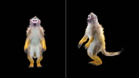 Monkeys Vfx Stock Footage ~ Royalty Free Stock Videos | Pond5