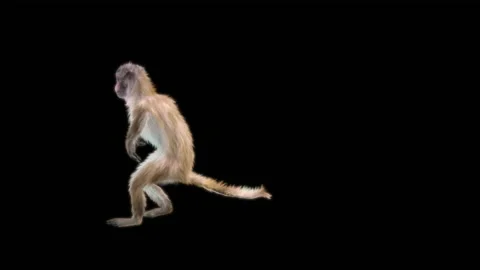 monkeys Dancing, with Alpha matte. | Stock Video | Pond5