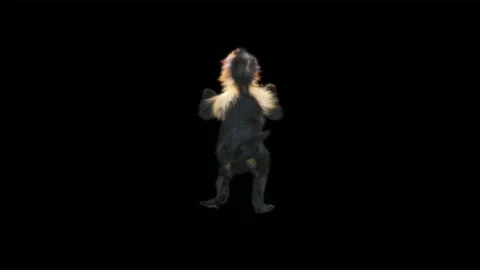 monkeys Dancing, with Alpha matte. | Stock Video | Pond5