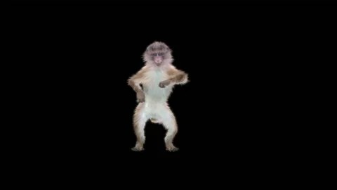 monkeys Dancing, with Alpha matte. | Stock Video | Pond5