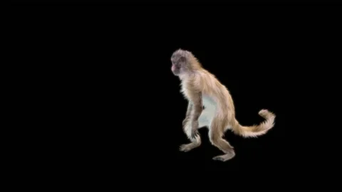 monkeys Dancing, with Alpha matte. | Stock Video | Pond5