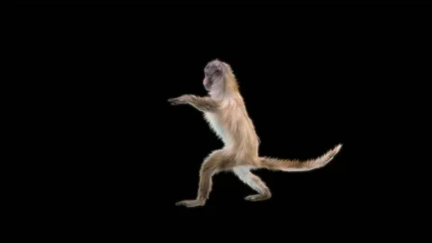 monkeys Dancing, with Alpha matte. | Stock Video | Pond5