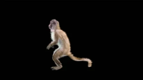 monkeys Dancing, with Alpha matte. | Stock Video | Pond5