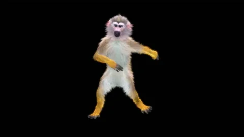 monkeys Dancing, with Alpha matte. | Stock Video | Pond5