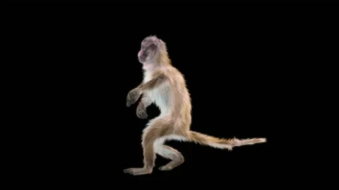 monkeys Dancing, with Alpha matte. | Stock Video | Pond5