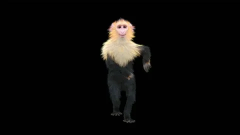 Monkeys Dancing Stock Footage ~ Royalty Free Stock Videos | Pond5