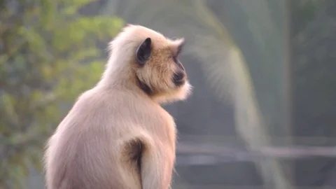 Agressive Face Sitting Stock Videos – Royalty-Free HD & 4K Videos