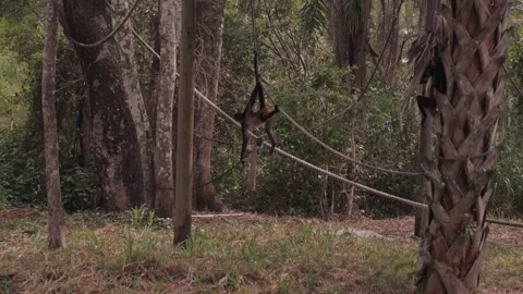 monkeys jumping through trees in a natio... | Stock Video | Pond5