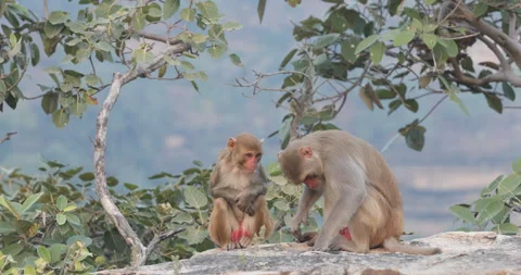 Monkey Mating Stock Video Footage | Royalty Free Monkey Mating Videos ...