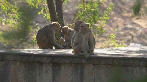 Monkeys reproduction in process monkey t... | Stock Video | Pond5