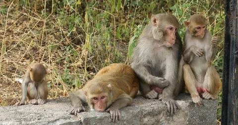 Monkeys at rural area | Stock Video | Pond5