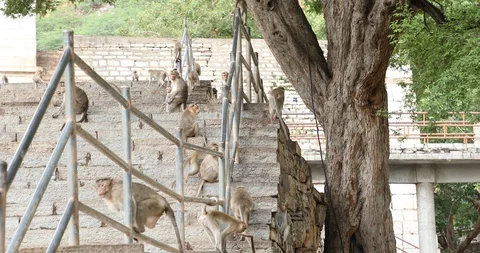 Monkeys on Staircase at Temple | Stock Video | Pond5