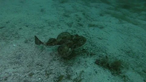 Monkfish Stock Video Footage | Royalty Free Monkfish Videos | Pond5