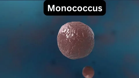 Monococcus Bacteria | Stock Video | Pond5