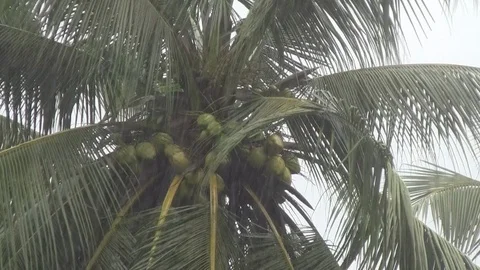 Monsoon Rain on Coconut Tree | Stock Video | Pond5