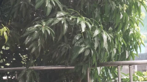 The monsoon Rain falling on a tree | Stock Video | Pond5