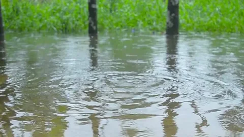 Monsoon rain on pond water surface. Spla... | Stock Video | Pond5