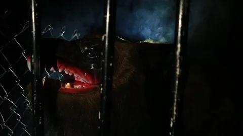 Monster Behind Cage with Giant Fangs in ... | Stock Video | Pond5