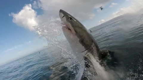 Monster great white shark breaches right... | Stock Video | Pond5