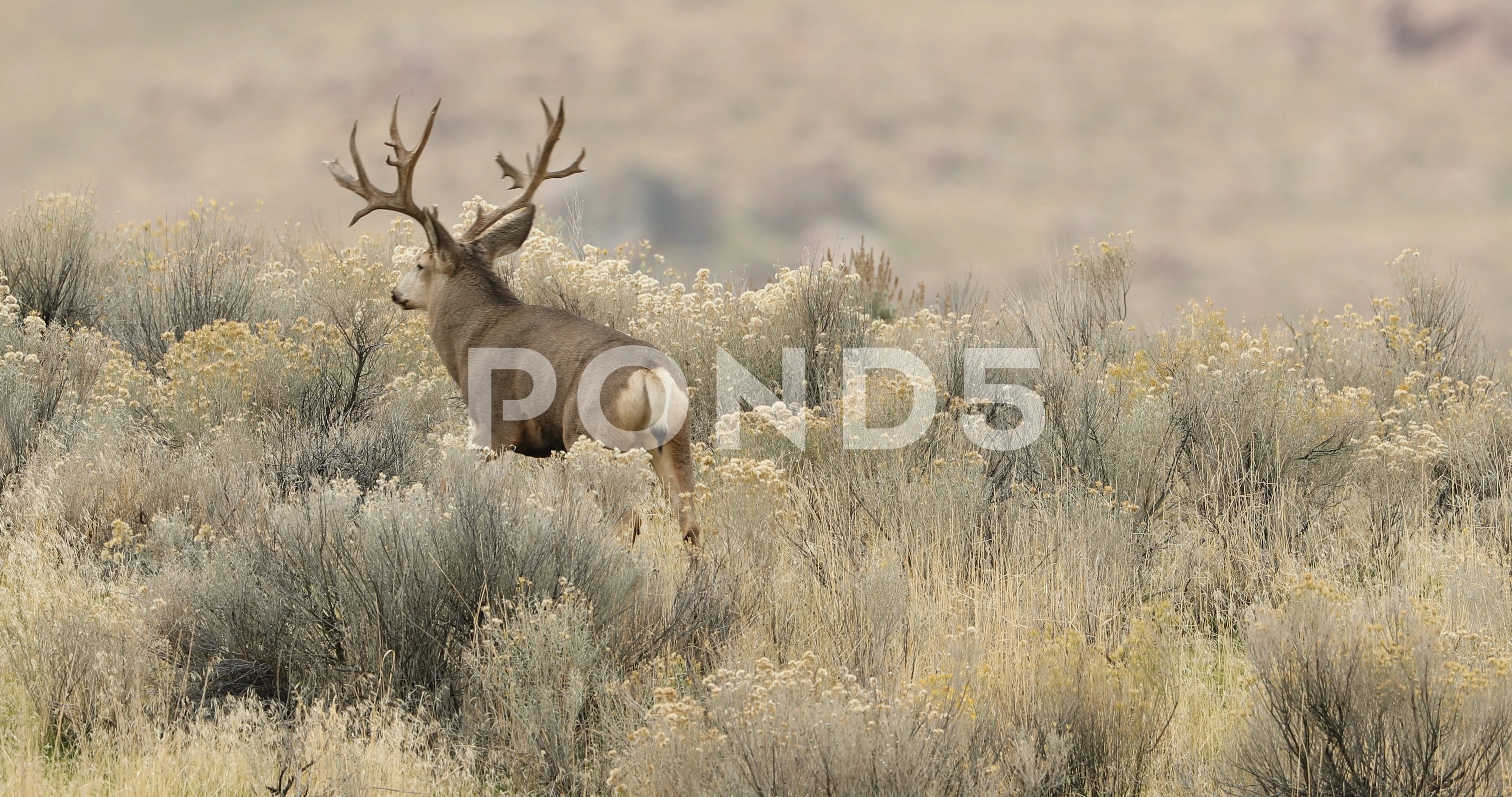Monster Mule Deer