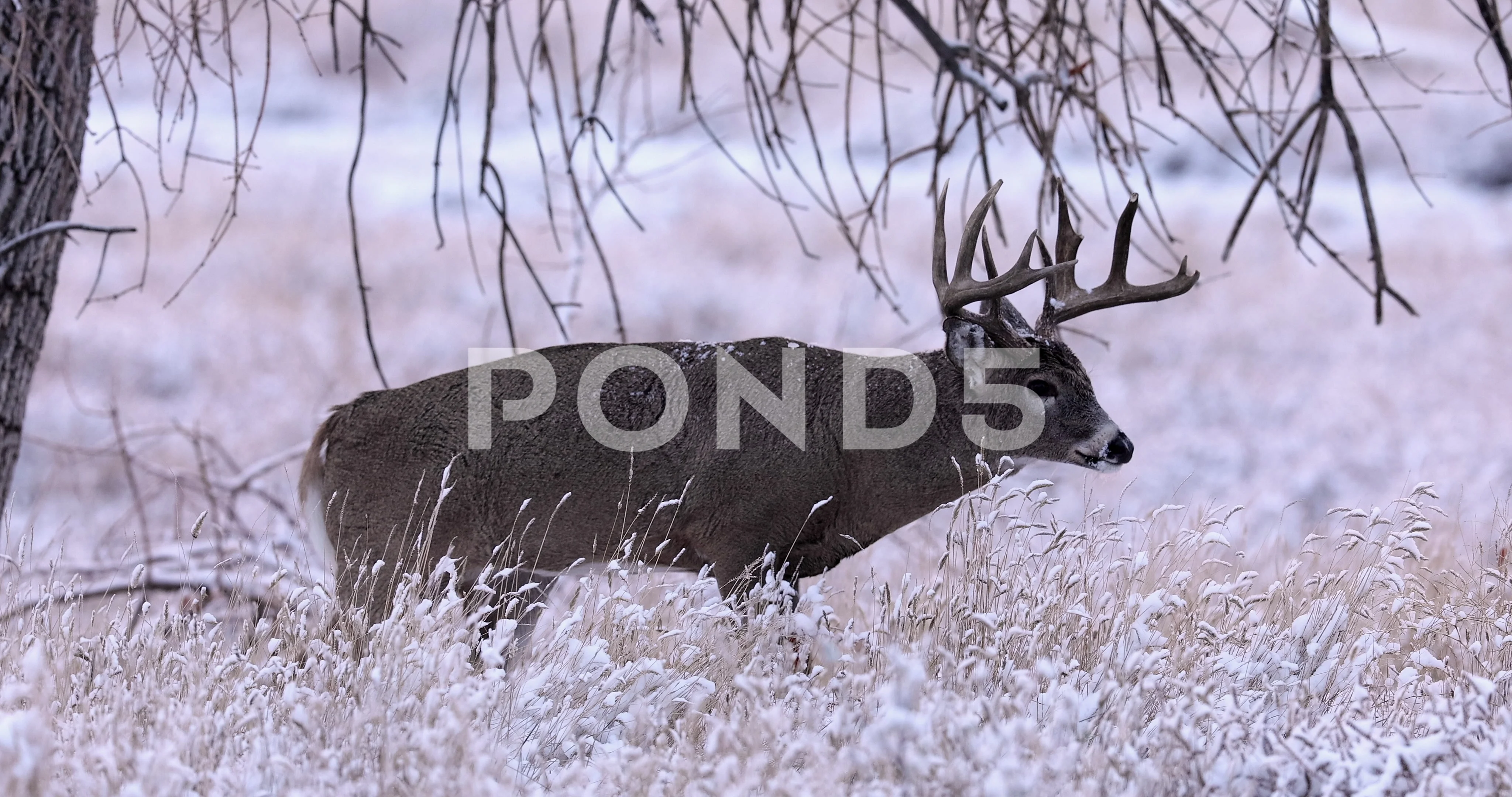 Monster Albino Whitetail Bucks