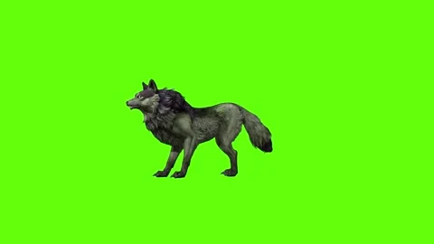 Monster Wolf idle green screen animati... | Stock Video | Pond5