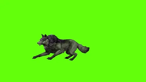 Monster Wolf jump firing green screen a... | Stock Video | Pond5