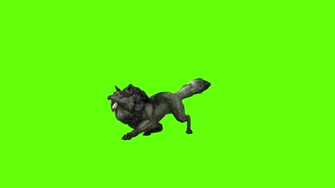 Monster Wolf sit roar green screen ani... | Stock Video | Pond5