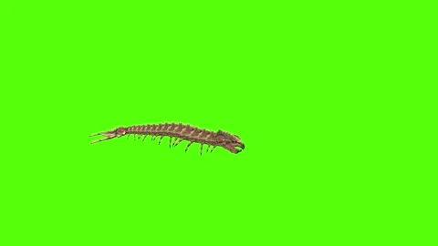 Monster Worm Crawl Forward Green Screen ... | Stock Video | Pond5