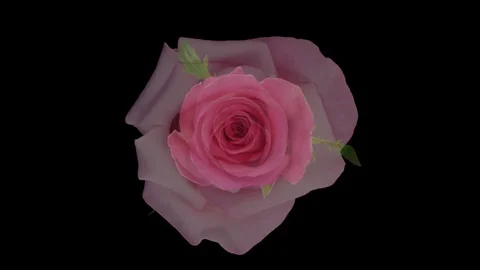 Montage of opening roses time-lapse in R... | Stock Video | Pond5
