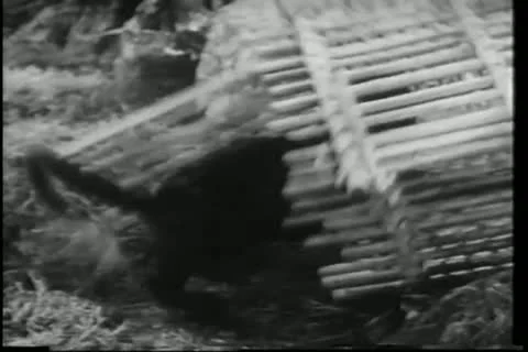 Escaping Animal Stock Footage ~ Royalty Free Stock Videos | Pond5