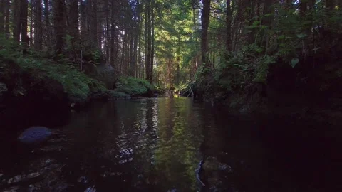Moody forest stream flowing. Sunlight gl... | Stock Video | Pond5