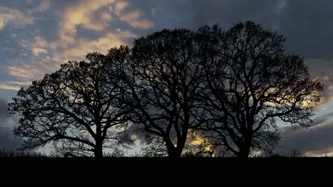 Moody Silhouette of Forest Trees and Bra... | Stock Video | Pond5