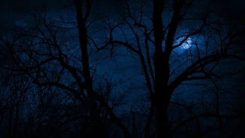 Wind Trees Night Stock Footage ~ Royalty Free Stock Videos | Pond5