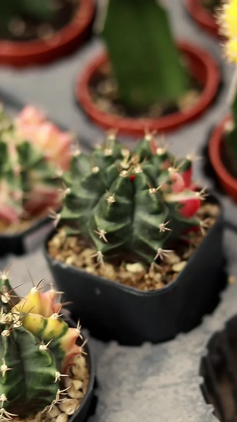 Moon Cactus Stock Videos – Royalty-Free HD & 4K Videos | Pond5
