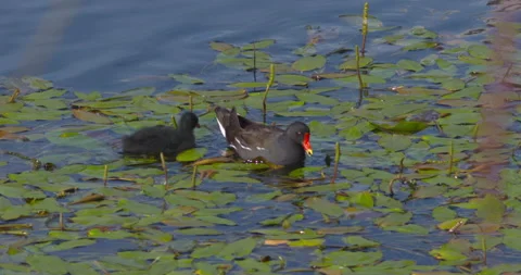 Moorhen adult bird feeding juvenile baby... | Stock Video | Pond5