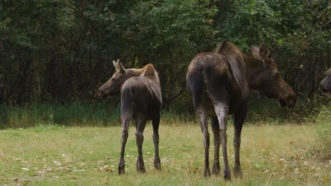 Moose and calves looking back then turni... | Stock Video | Pond5