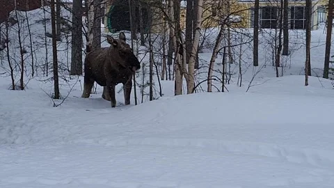 Moose Breaks Branch for a Bite, Arjeplog... | Stock Video | Pond5