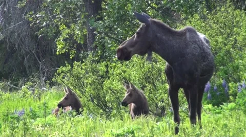 Moose Running Stock Videos – Royalty-Free HD & 4K Videos | Pond5