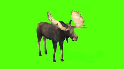 Moose Idle Green Screen Animation 4K Ren... | Stock Video | Pond5