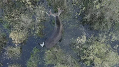 Moose or elk. Aerial view of a wild anim... | Stock Video | Pond5