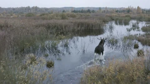 Moose or elk. Aerial view of wild animal... | Stock Video | Pond5