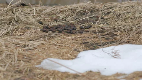 Moose poop on dry grass. Wild animal lif... | Stock Video | Pond5