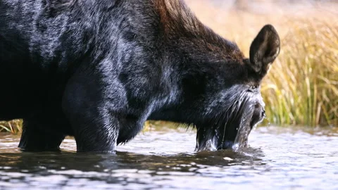 Moose raising head out of water as it ea... | Stock Video | Pond5