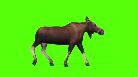 Moose Walking Green Screen Animation 4K ... | Stock Video | Pond5