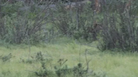 Moose Running Stock Videos – Royalty-Free HD & 4K Videos | Pond5